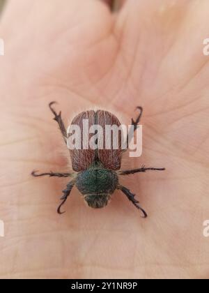 Hairy Bear Scarab Beetle (Paracotalpa granicollis) Insecta Stock Photo ...