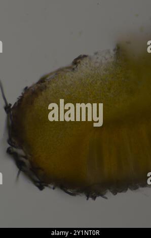 (Zythia resinae) Fungi Stock Photo - Alamy