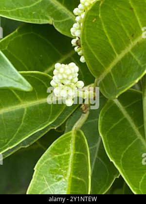 Formosan Sweetspire (Itea oldhamii), Plantae, 台灣新北市 Stock Photo - Alamy