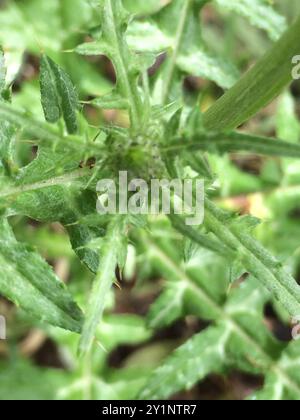 Boar Thistle (Galactites tomentosus) Plantae Stock Photo - Alamy