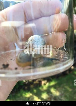 Typical Glass Snails (Oxychilus) Mollusca Stock Photo - Alamy