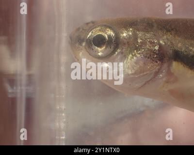 Redbelly Daces and Allies (Chrosomus) Actinopterygii Stock Photo - Alamy