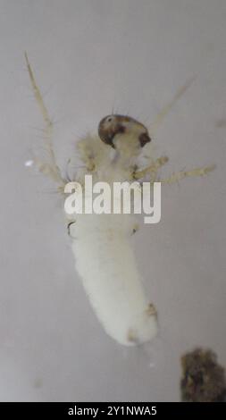 (Ceraclea maculata) Insecta Stock Photo - Alamy