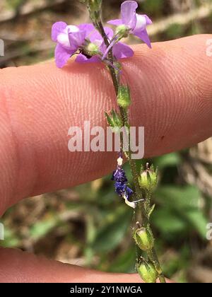 blue toadflax (Nuttallanthus canadensis) Plantae Stock Photo - Alamy