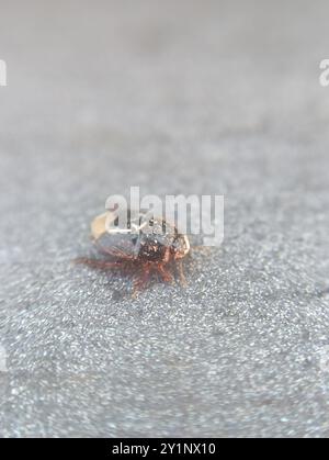 (Microporus nigrita) Insecta Stock Photo - Alamy