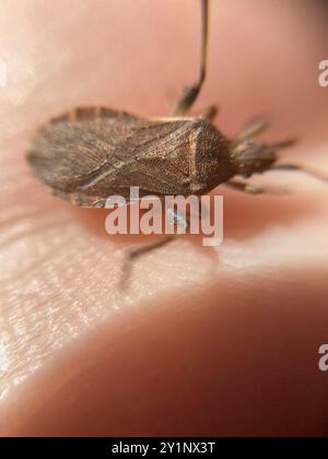 Slender-horned Leatherbug (Ceraleptus lividus) Insecta Stock Photo - Alamy