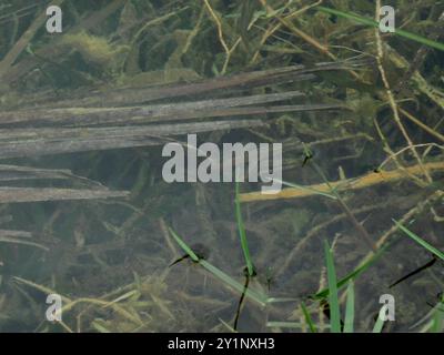 Typical Killifishes (Fundulus) Actinopterygii Stock Photo - Alamy