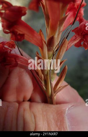 Karkar Reedpipe (Tritoniopsis antholyza) Plantae Stock Photo - Alamy