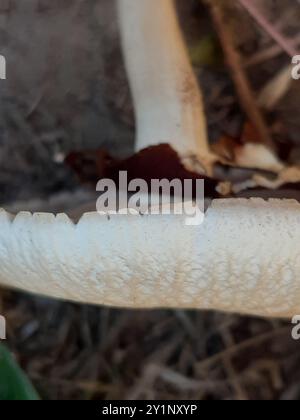Tawaka (Cyclocybe parasitica) Fungi Stock Photo - Alamy