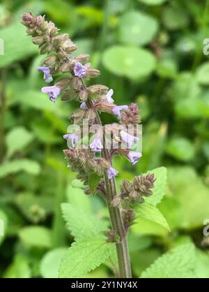 plebeian sage (Salvia plebeia) Plantae Stock Photo - Alamy