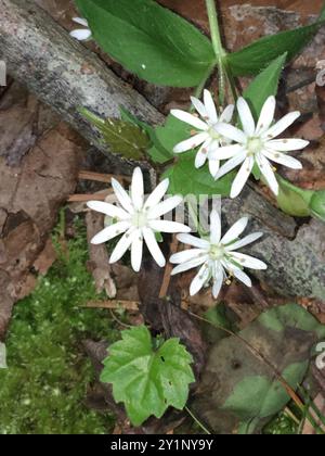 star chickweed (Stellaria pubera) Plantae Stock Photo - Alamy