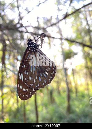 Blue Wanderer (Tirumala hamata) Insecta Stock Photo - Alamy