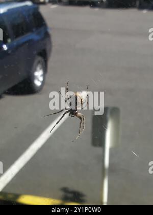 Grey Cross Spider (Larinioides sclopetarius) Arachnida Stock Photo - Alamy