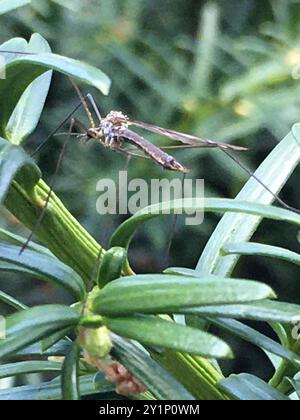 Limoniid Crane Flies (Limoniidae) Insecta Stock Photo - Alamy
