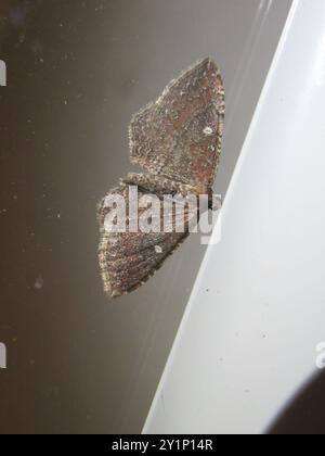 Gem Moth (Orthonama obstipata) Insecta Stock Photo - Alamy
