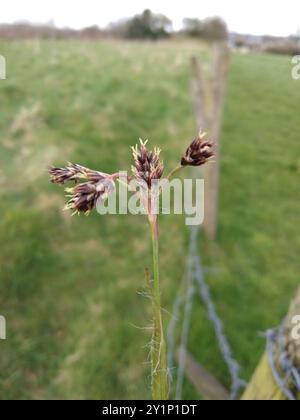 Field woodrush (Luzula campestris) Plantae Stock Photo - Alamy