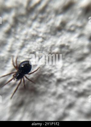 Orbweavers and Allies (Araneoidea) Arachnida Stock Photo - Alamy