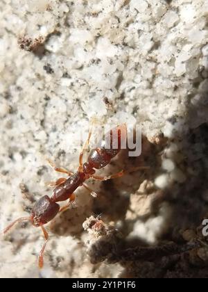 Typical Ponerine Ants (Ponerini) Insecta Stock Photo - Alamy
