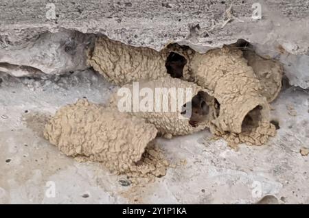 Bees and Apoid Wasps (Apoidea), Insecta, Hobart TAS, Australia Stock ...