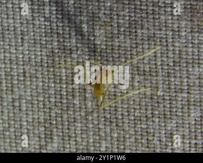 Limoniid Crane Flies (Limoniidae), Insecta, 62 Railway Parade ...