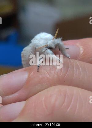 Dot-lined White (Artace cribrarius) Insecta Stock Photo - Alamy