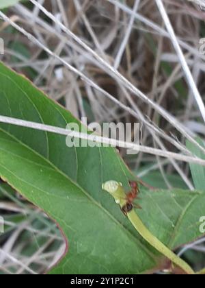 Florida Carpenter Ant (Camponotus floridanus) Insecta Stock Photo - Alamy