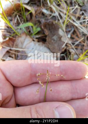 hairy woodrush (Luzula acuminata) Plantae Stock Photo - Alamy