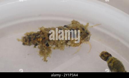 (Ceraclea maculata) Insecta Stock Photo - Alamy
