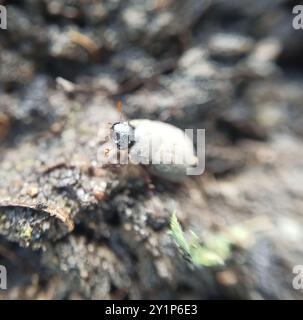 (Maladera holosericea) Insecta Stock Photo - Alamy