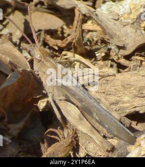 Grasshoppers (Acrididea) Insecta Stock Photo - Alamy
