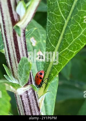 Oblong Lady Beetles (Hippodamia), Insecta, W Florida Ave & S Marshall ...