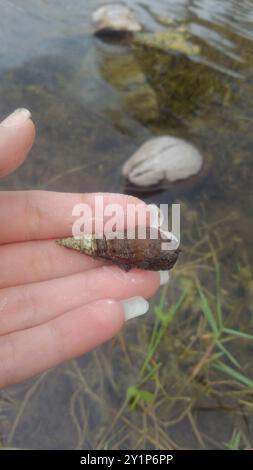 Cerith Snails and Allies (Cerithioidea) Mollusca Stock Photo - Alamy