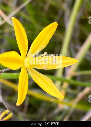 goldenstar (Bloomeria crocea) Plantae Stock Photo - Alamy