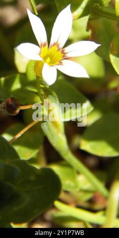 Blue Pigroot (Sisyrinchium micranthum) Plantae Stock Photo - Alamy