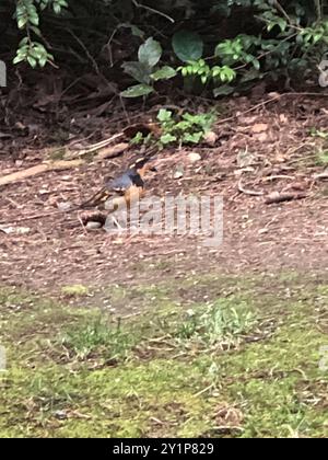 Varied Thrush (Ixoreus naevius), Aves, King County, US-WA, US, Found ...