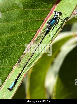Pacific Forktail (Ischnura cervula) Insecta Stock Photo - Alamy