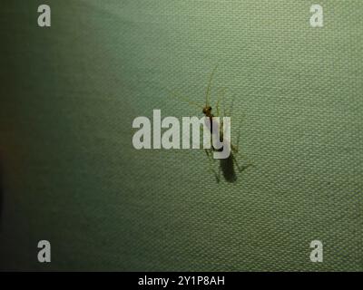 Rough-node Trap-jaw Ant (Odontomachus ruginodis) Insecta Stock Photo ...