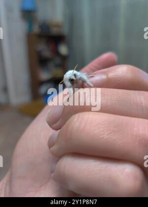 Dot-lined White (Artace cribrarius) Insecta Stock Photo - Alamy