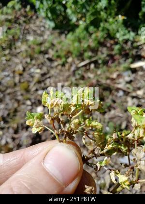 Euphorbia Rust (Melampsora euphorbiae), Fungi, 68519 Viernheim, Germany ...