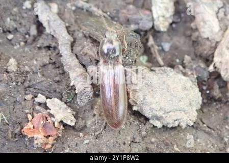 Cylindrical Click Beetle (Sylvanelater cylindriformis) Insecta Stock ...