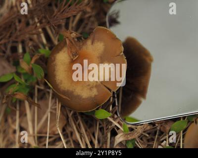 Psychedelic Ovoid Mushroom (Psilocybe ovoideocystidiata) Fungi Stock ...