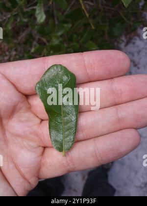 Chapman's Oak (Quercus chapmanii) Plantae Stock Photo - Alamy