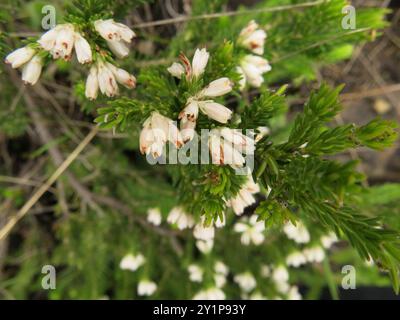 Mountain Heath (Erica caffrorum) Plantae Stock Photo - Alamy