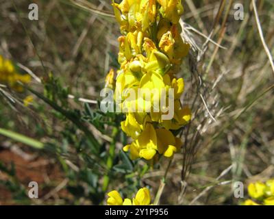 Round Pod Rattle Bush (Crotalaria globifera) Plantae Stock Photo - Alamy