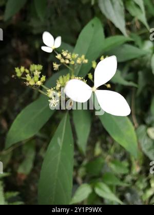 Chinese Hydrangea (Hydrangea chinensis) Plantae Stock Photo - Alamy