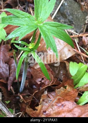 woodland buttercup (Ranunculus uncinatus) Plantae Stock Photo - Alamy