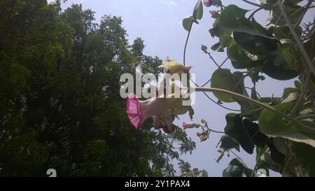 elephant creeper (Argyreia nervosa) Plantae Stock Photo - Alamy