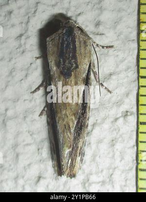 (Magusa versicolora) Insecta Stock Photo - Alamy