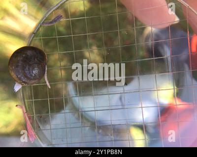Typical Glass Snails (Oxychilus) Mollusca Stock Photo - Alamy