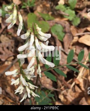 Carolina Vetch (Vicia caroliniana), Plantae, Bienville National Forest ...